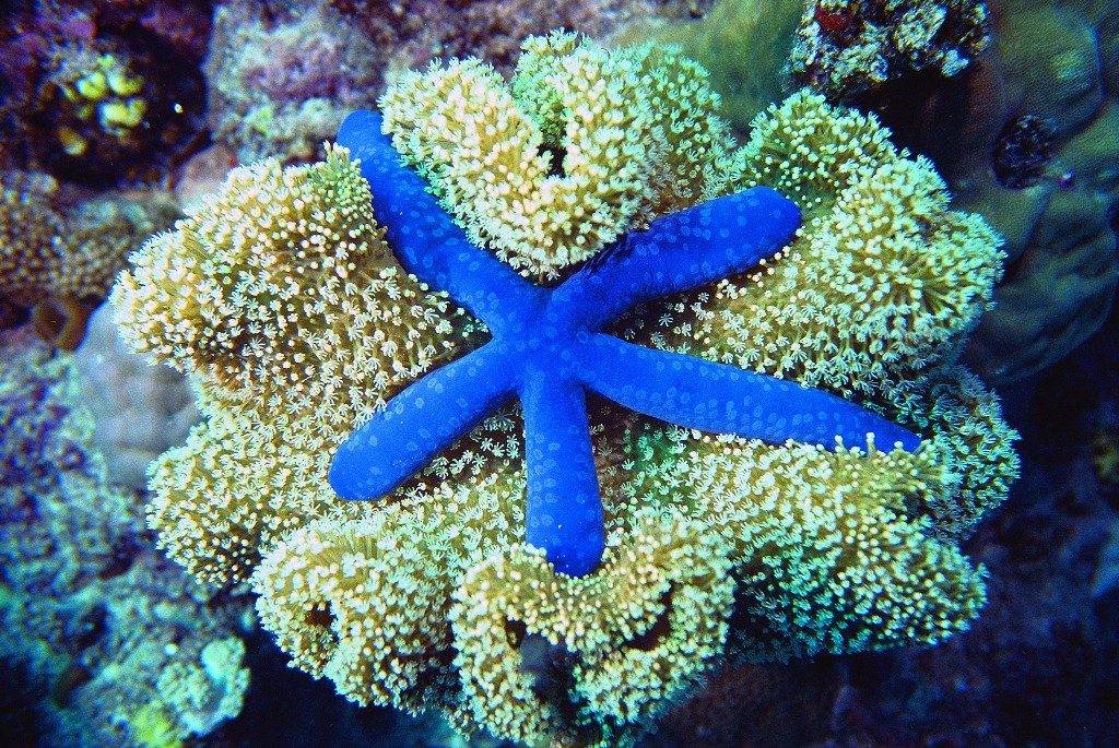 Great Barrier Reef Starfish