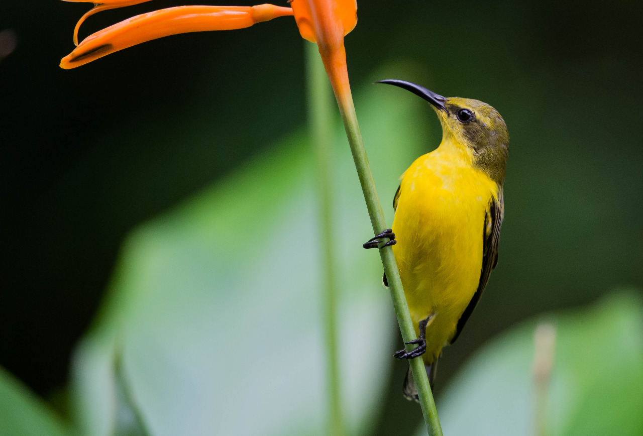 Daintree Rainforest Birds