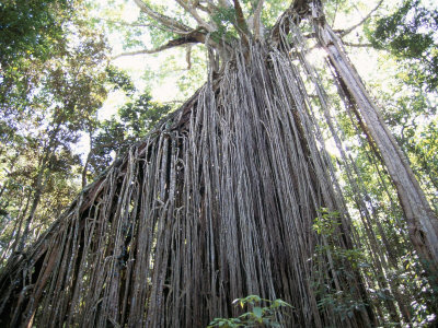 Cairns Atherton Tablelands Curtain Fig Tree